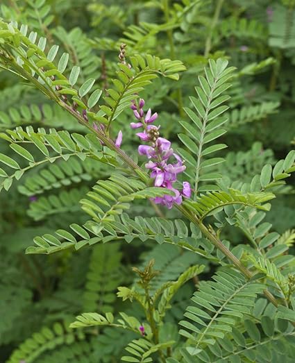 M-Tech Gardens Rare Seeds Indigofera tinctoria Tree Indigo Neela Amari ...