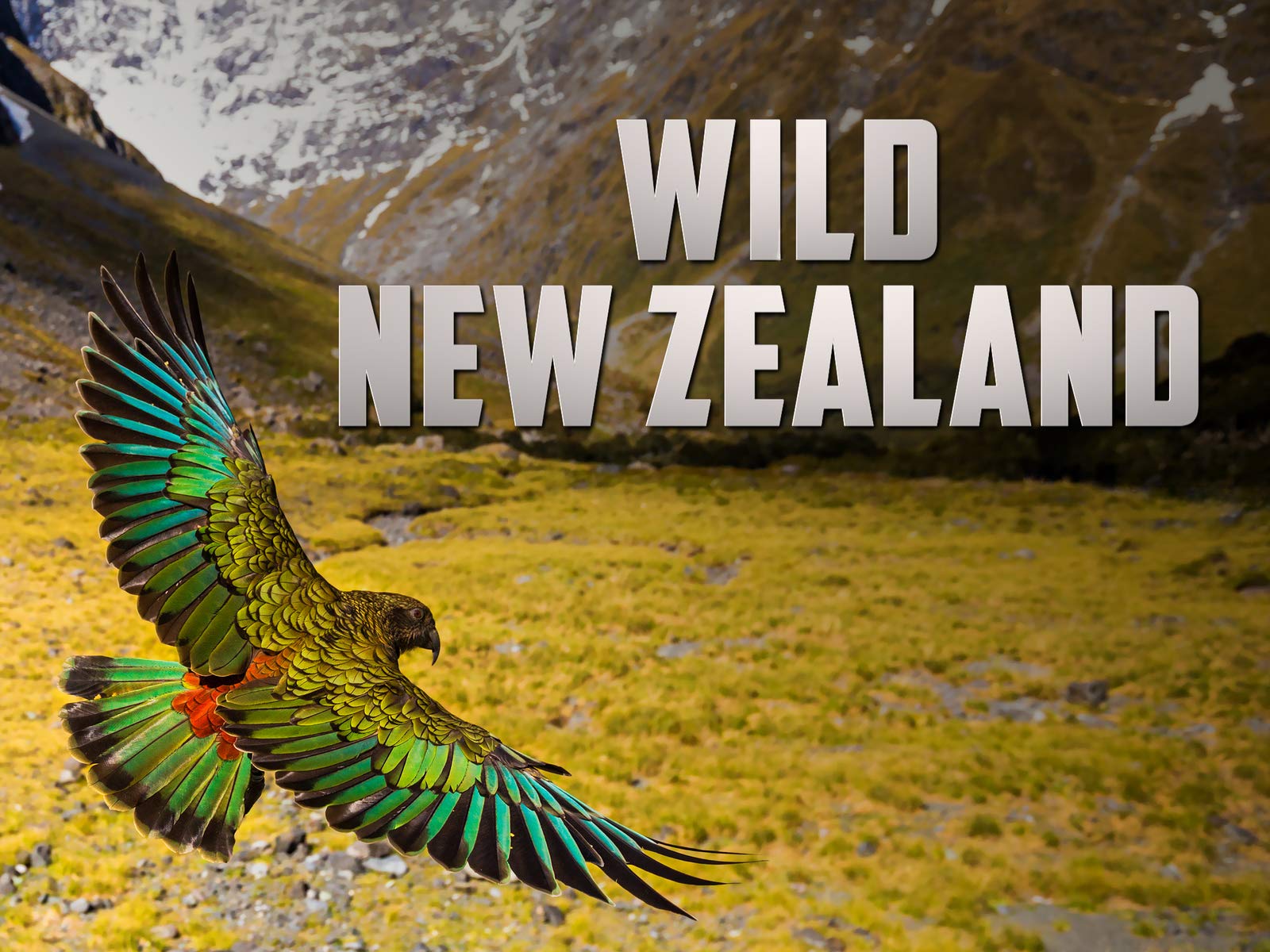 Watch Wild New Zealand - Season 1 | Prime Video