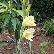 Easy Gardening Gladiolus Mix Color Flower Bulbs (Pack of 5 Bulbs ...