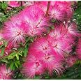 Amazon.com : DESBEBE Live Plant - 1 E.H Wilson Silk Trees 18-30 inches ...