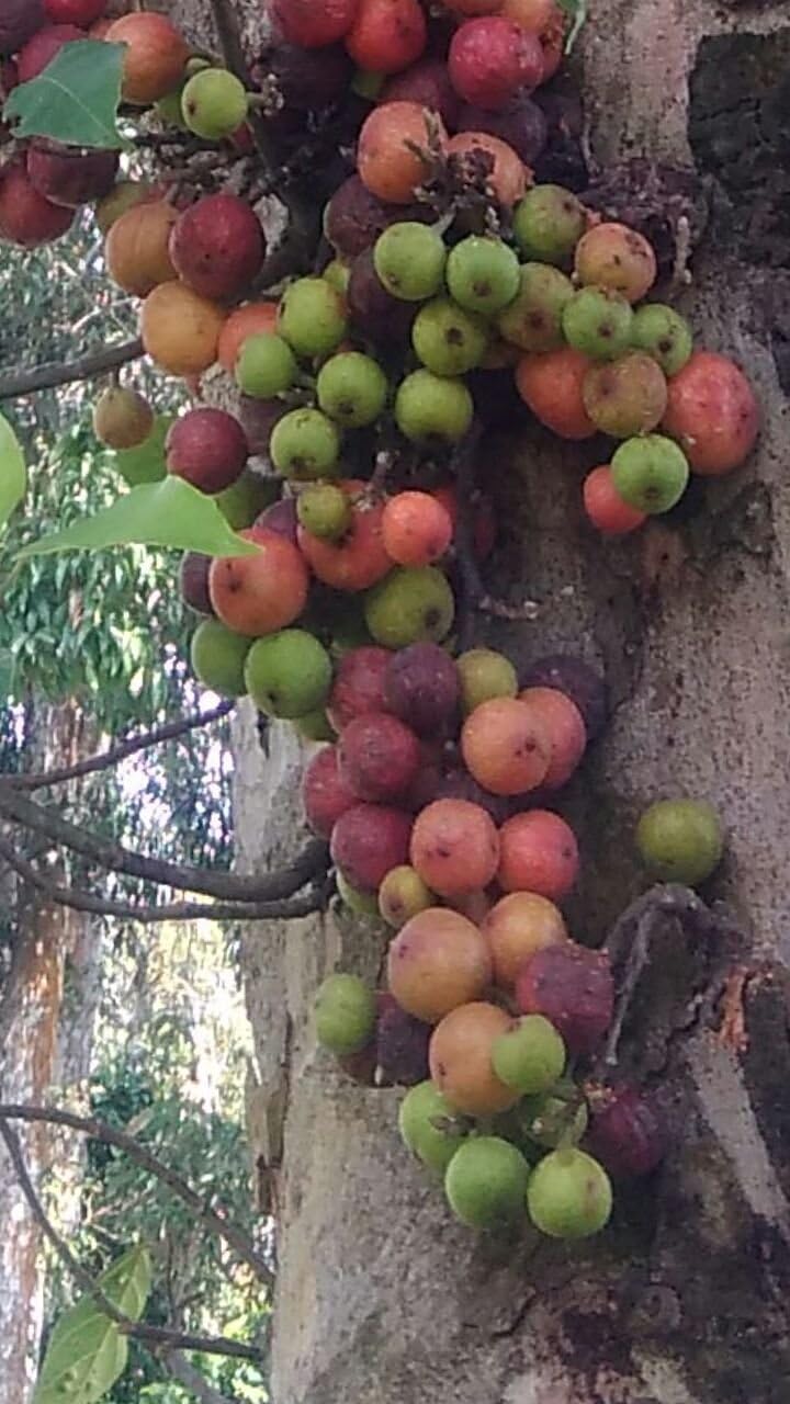 Ficus racemosa,Ficus glomerata, 20 Clean Seeds, BIO hu-öko-01: Amazon ...