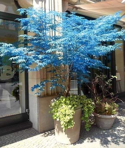 100% Real Japanese Ghost Blue Maple Tree Bonsai Seeds, 10 Seeds/Pack ...