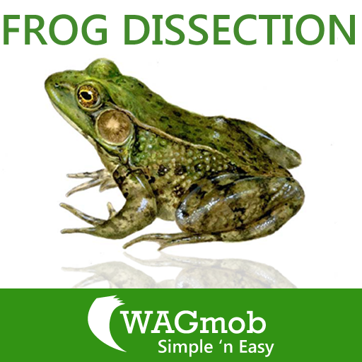 A virtual frog dissection - lasopabeach