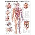 Amazon.com: Vascular System and Viscera Anatomical Chart : Anatomical ...