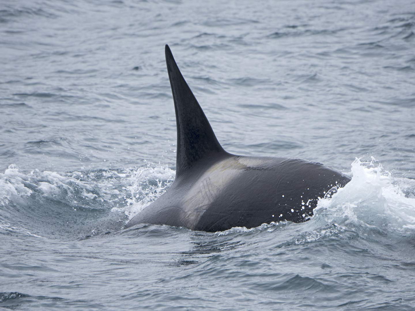 Watch Animal Battlegrounds - Season 1 | Prime Video