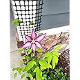 Amazon.com : Downspout Trellis Outdoor Climbing Plants Support to Grow ...