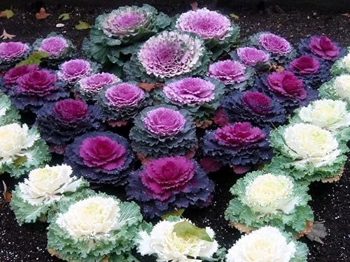 Seeds4planting - Seeds Flowering Kale Large-Leaf Ornamental Cabbage Mix ...