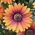 Amazon.com : CHUXAY GARDEN Pink Orange Osteospermum-'Serenity Bronze ...