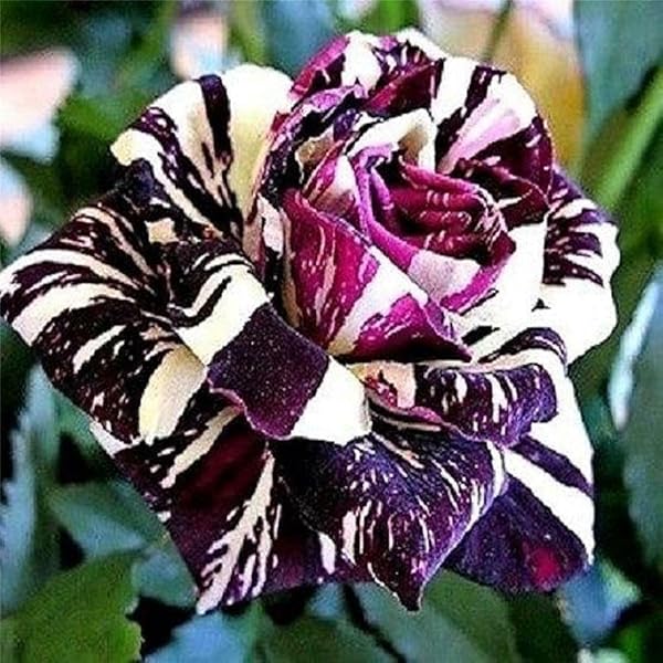 Black Magic Rose Bush