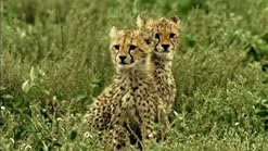 Amazon.com: Cheetah: Keith Coogan, Lucy Deakins, Collin Mothupi ...