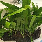 Java Fern Growing on Bogwood Small bogwood 6" approx live plants ...