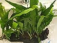 Dennerle Java Fern Growing on Bogwood Small bogwood 6" approx live ...