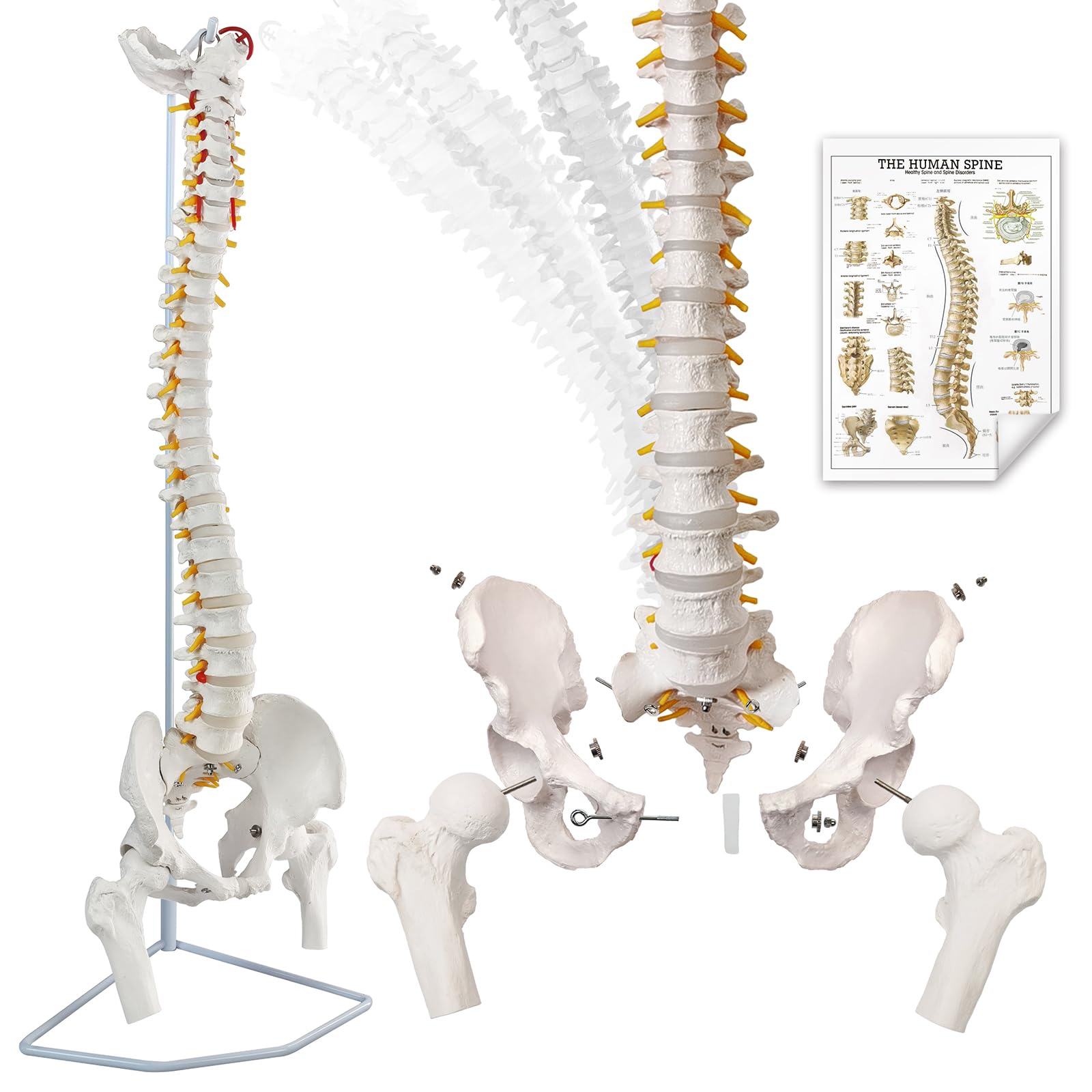 EVOTECH Flexible Human Spine Model for Anatomy, 34.8 Inches Life-Size ...