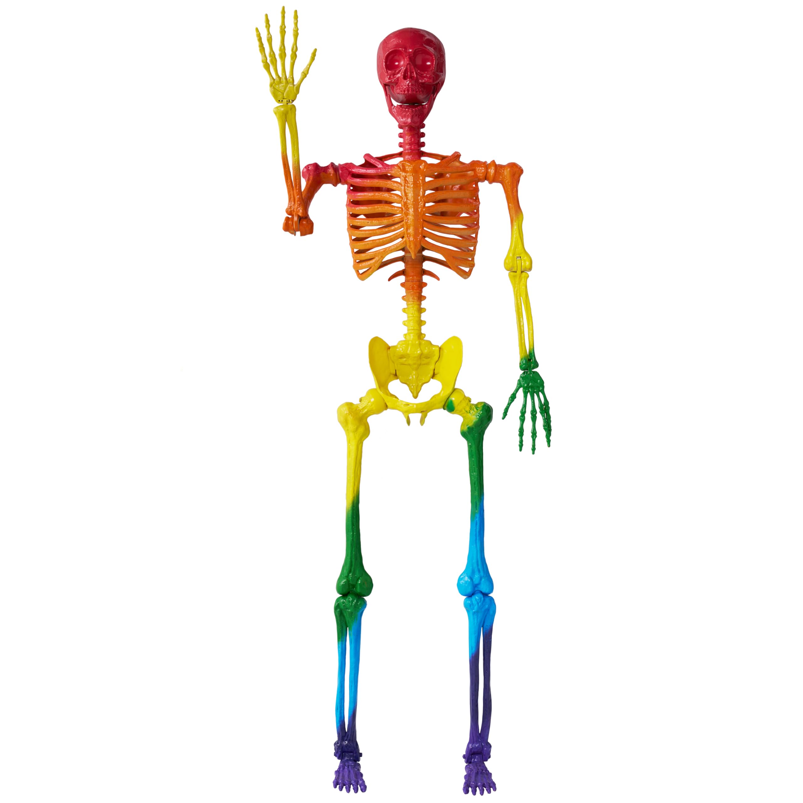 JOYIN 5.6 FT Halloween Posable Life Size Skeleton, Full Body Realistic ...