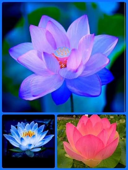 Blue Lotus Flower In India | Best Flower Site