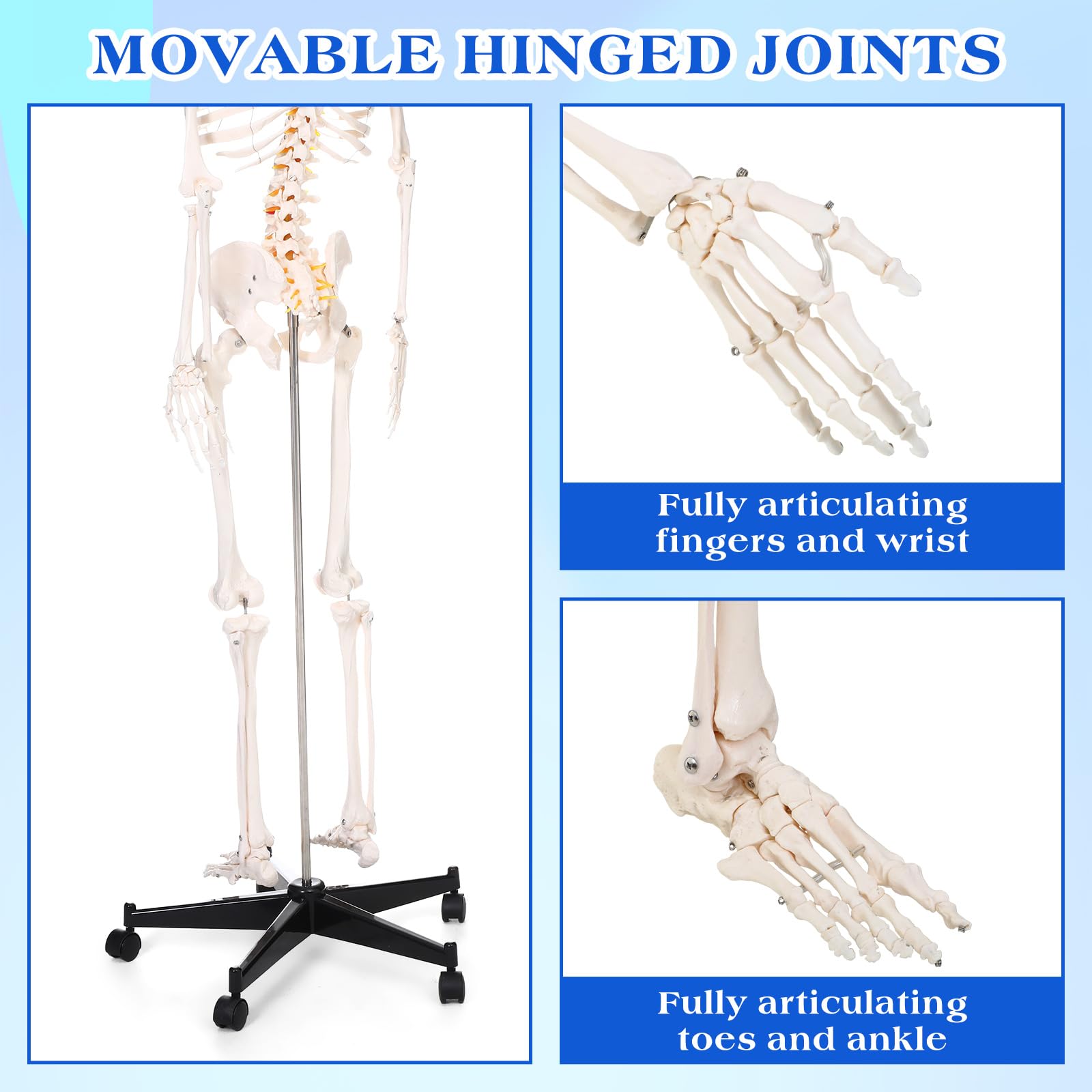 Mua Menkxi Human Skeleton Model for Anatomy Refined PVC 70.8'' Life ...