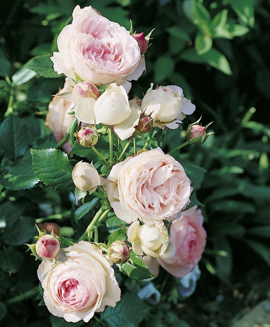 'Eden Rose '85' -R-, Rosen-Hochstamm in A-Qualität Wurzelware: Amazon ...