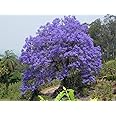Amazon.com : Jacaranda Tree Seeds, Jacaranda Mimosifolia, Magnificent ...