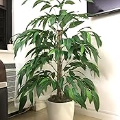 Amazon.com: Vickerman 4-Feet Artificial Mango Bush in Decorative Rattan ...