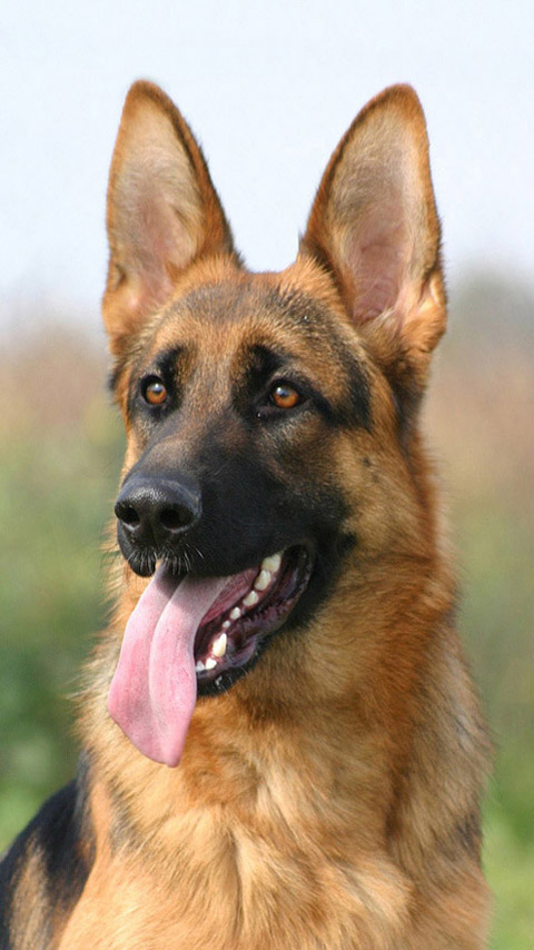 Sound Touch Lite - Baby flash cards:Amazon.co.uk:Appstore for Android