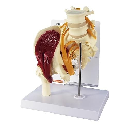 GPI Anatomicals - Muscled Hip Model, Replica of Right Hip Joint with ...