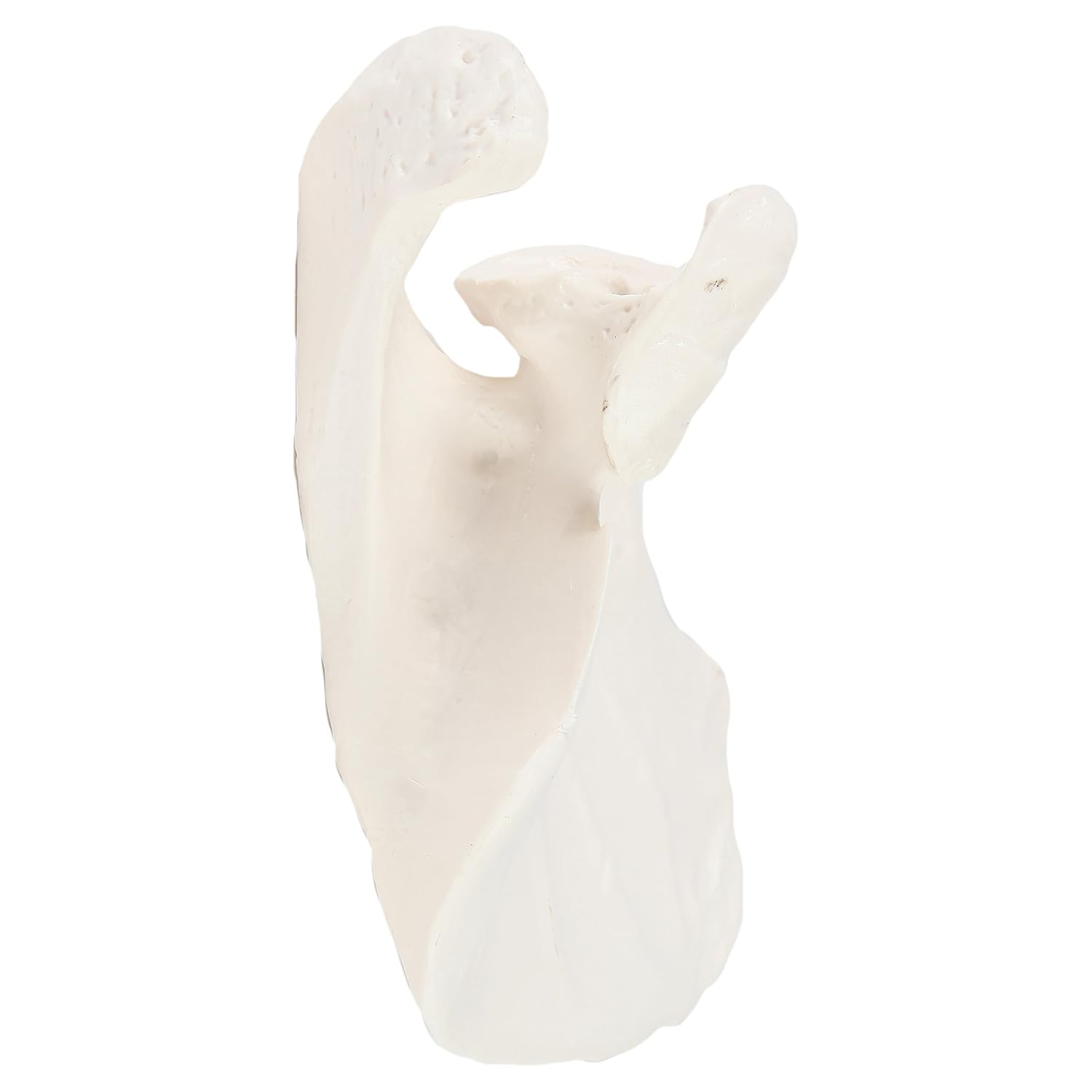 Shoulder Blade Model Details Skeletal Anatomy of Scapula Axis ...