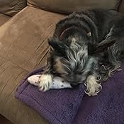 Amazon.com : Babula 2 Piece Cat Toys, Catnip Simulation Plush Fish Toy ...