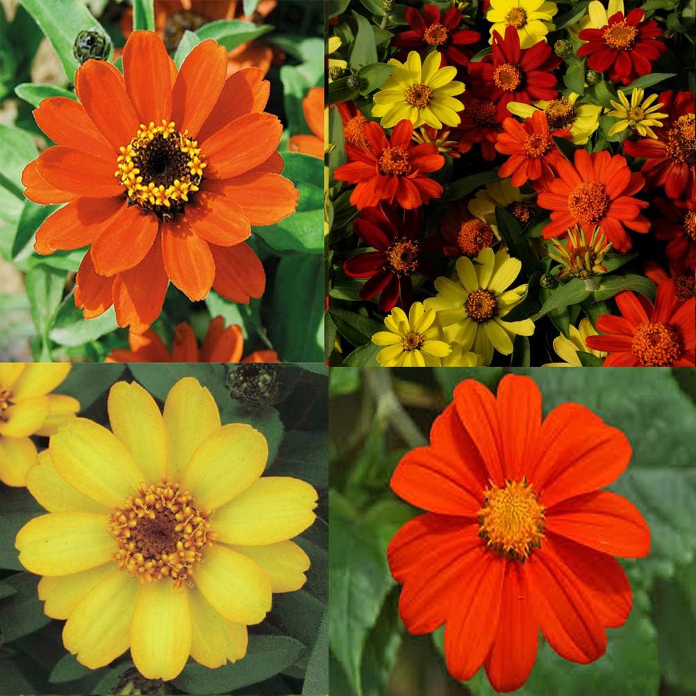 Zinnia Zahara Raspberry Lemonade Flower Seed Mix Non GMO Bonsai ...