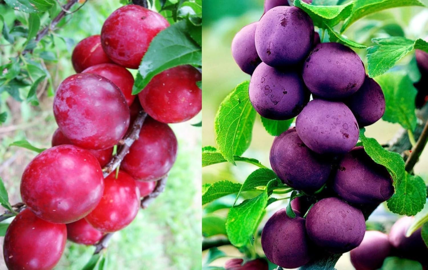 Слива Комета Описание Фото Отзывы – Telegraph