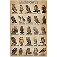 Amazon.com: Know Your Owls Metal Tin Signs Owl Type Knowledge Metal ...