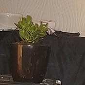 Money plant Crassula ovata Convoluta - 1 plant: Amazon.co.uk: Garden ...