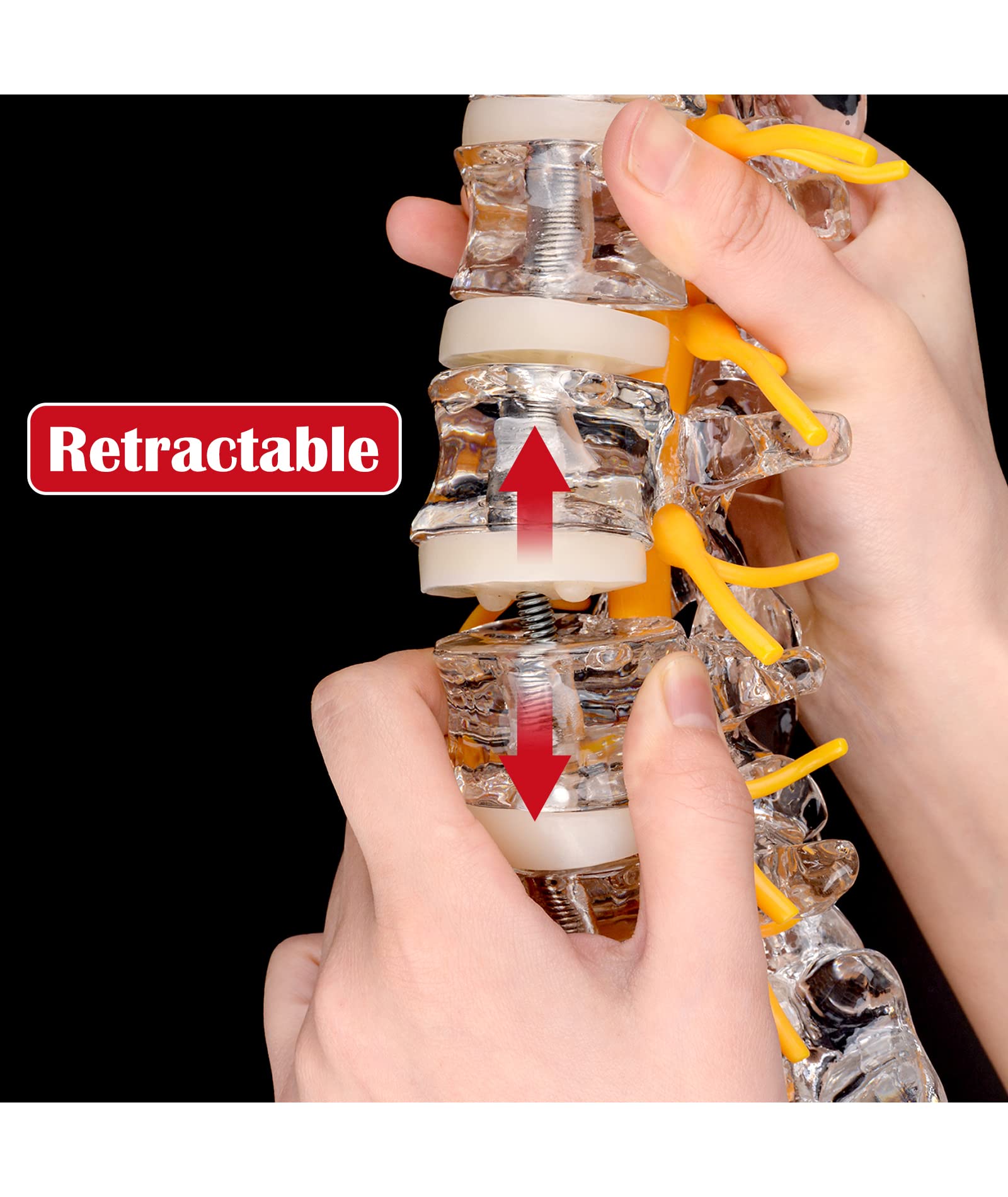 Mua Human Lumbar Spine Model with Sacrum, Spinal Nerves and Herniation ...