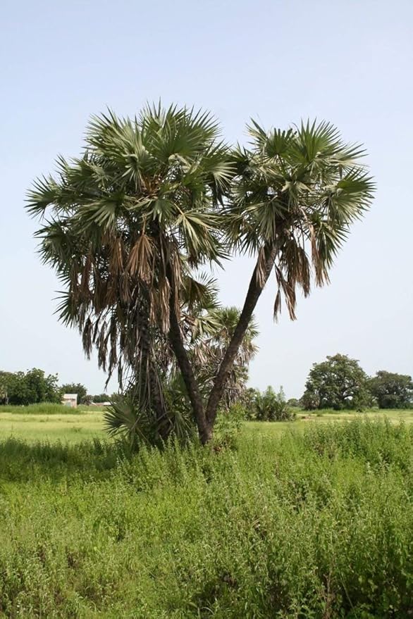 Amazon.com: Hyphaene thebaica - Egyptian Doum Palm - Large Fresh Seeds ...