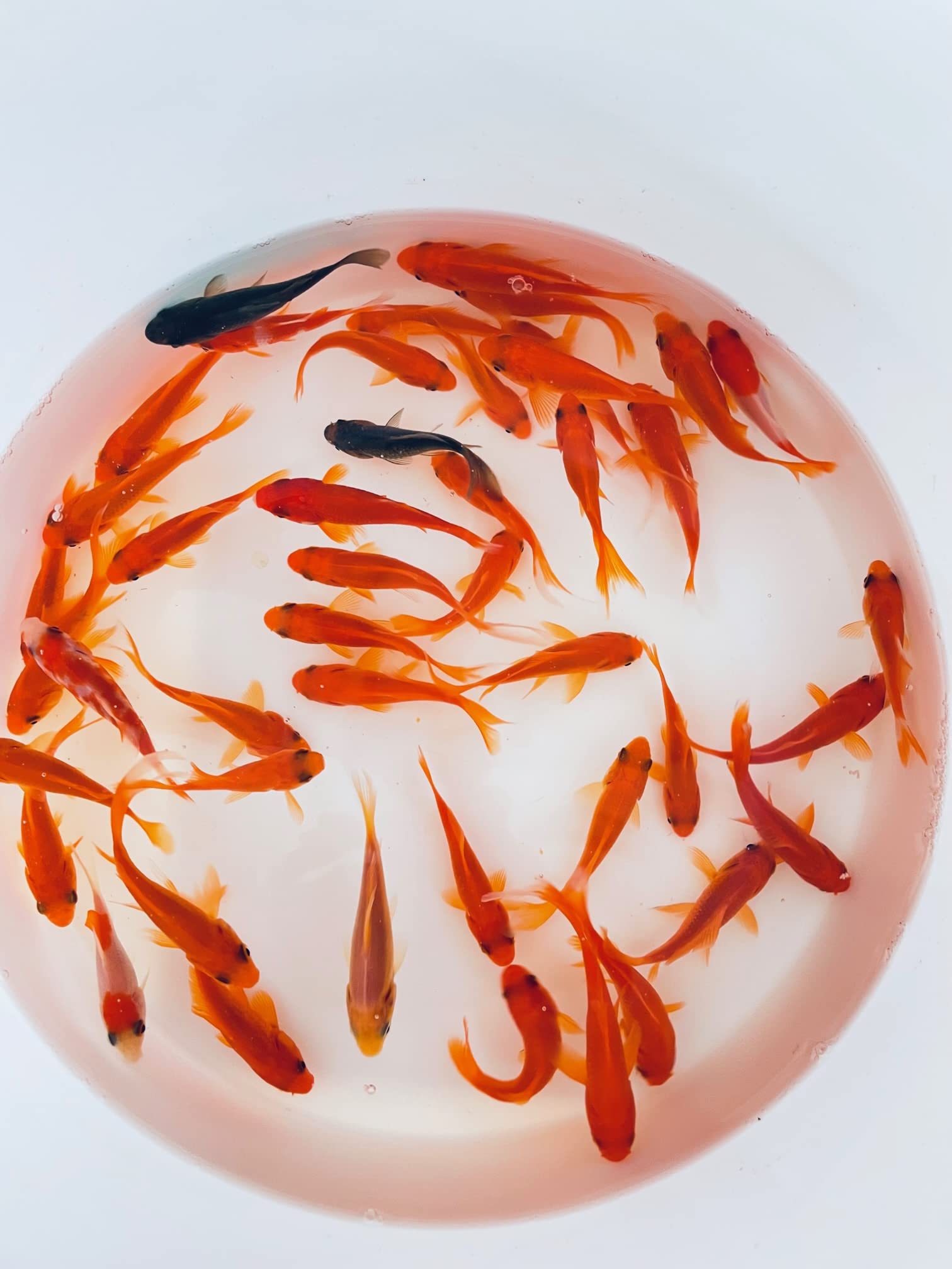 Toledo Goldfish Comet Feeder Goldfish: Live Feeder Goldfish Perfect For ...