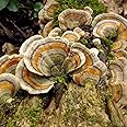 Amazon.com : Red Reishi Mushroom Grain Spawn - 1 lb. Ready to Use ...