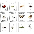 Amazon.com: Generic Insects Bugs Flash Cards | 28 Laminated Flash Cards ...