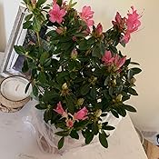 1 X Azalea 'Geisha Pink' Japanese Evergreen Shrub Hardy Plant in Pot ...