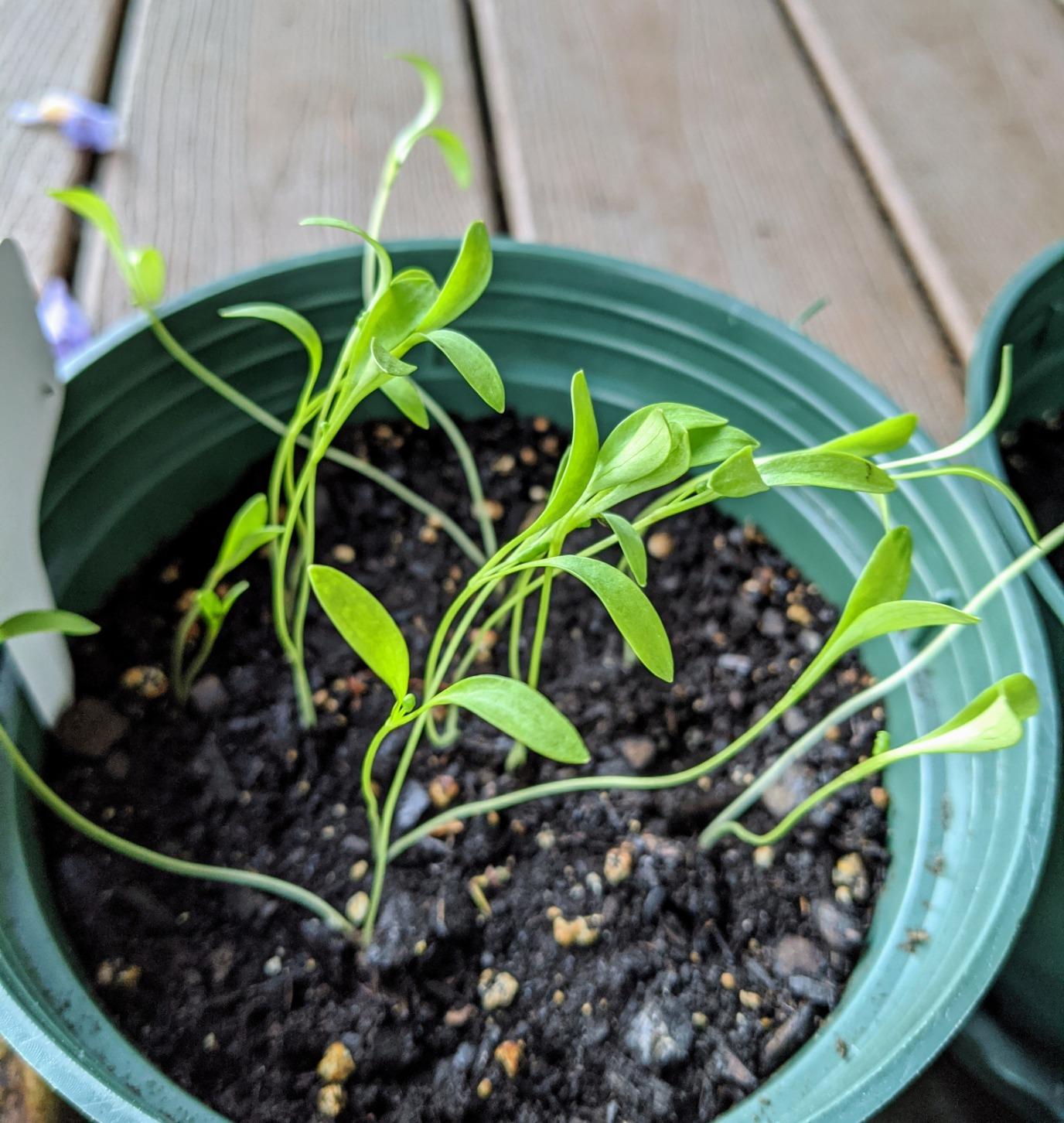 Baby Cilantro Plant
