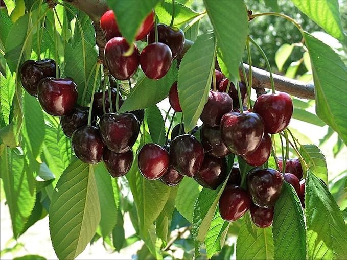Amazon.com : 40 mazzard Cherry Tree Seeds Flowering Fruit Trees ...