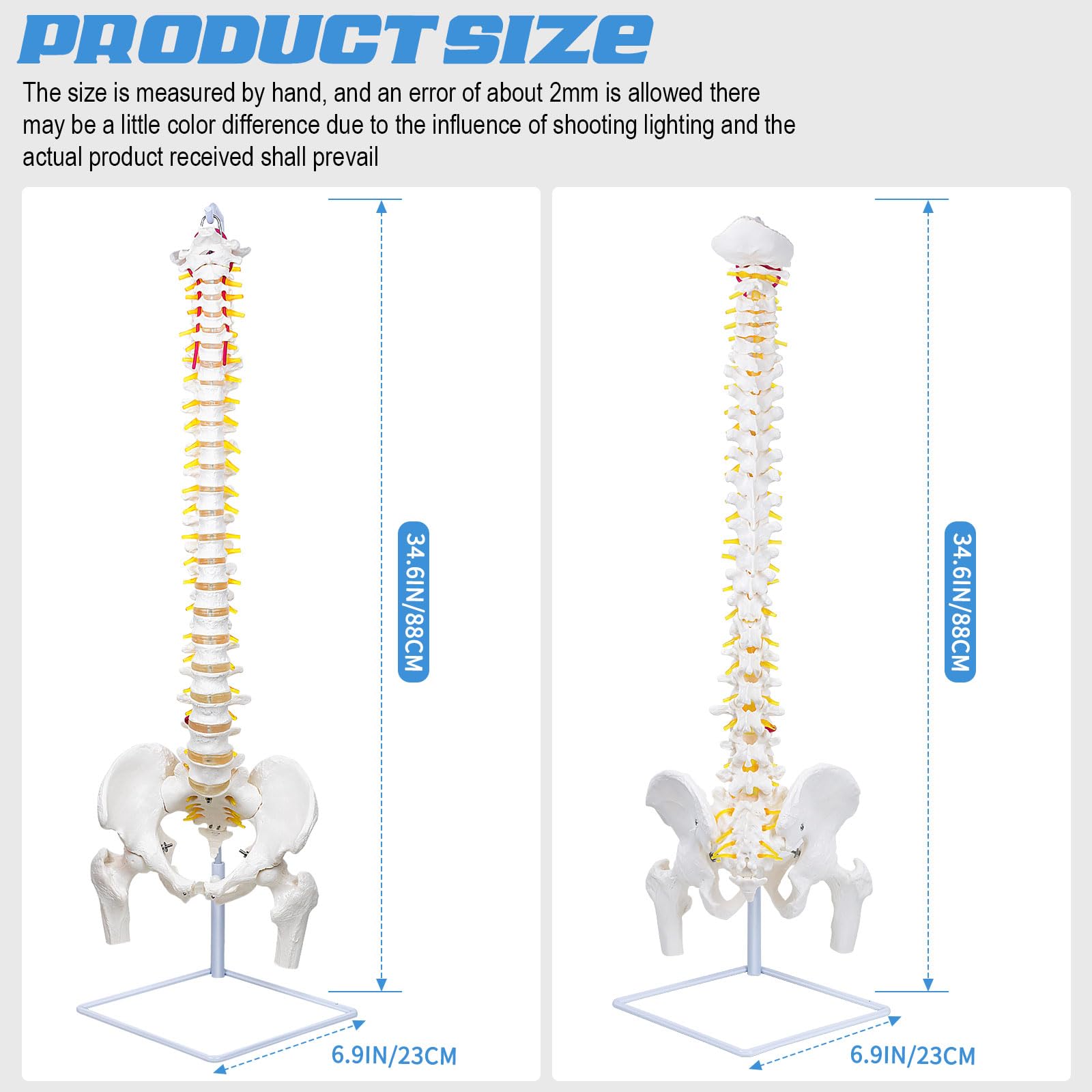 Mua DRZHEAM Flexible Spine Model, 34.6" Life Size Spinal Cord Model ...