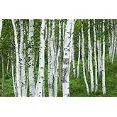 Amazon.com : 3 White Paper Birch Seedlings for Planting - Betula ...