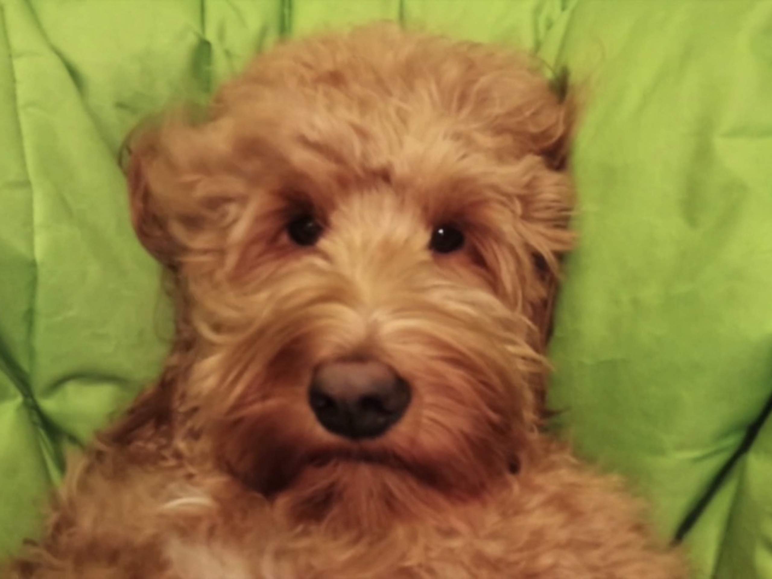 Watch Pet Collective - Season 1 | Prime Video