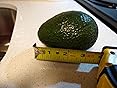 Amazon.com: Large Hass Avocado : Grocery & Gourmet Food