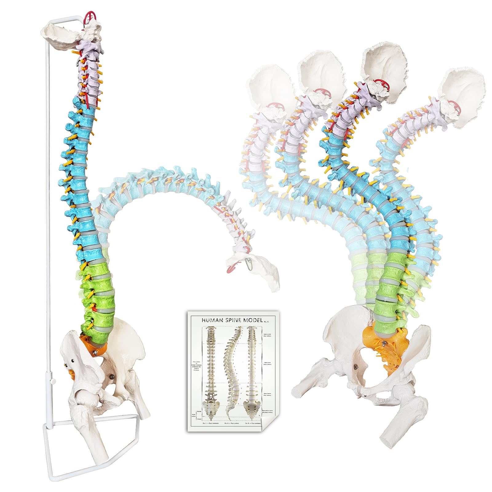 Mua 2024 Newest Flexible Spine Model, 34.6'' Life Size Human Spinal ...