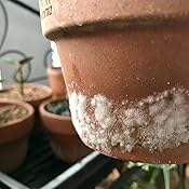 Amazon.com : Maxsea 722250 All Purpose Plant Food, 1.5 lb : Garden ...