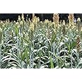 Amazon.com: Sorghum Sudangrass (1 lb) : Patio, Lawn & Garden