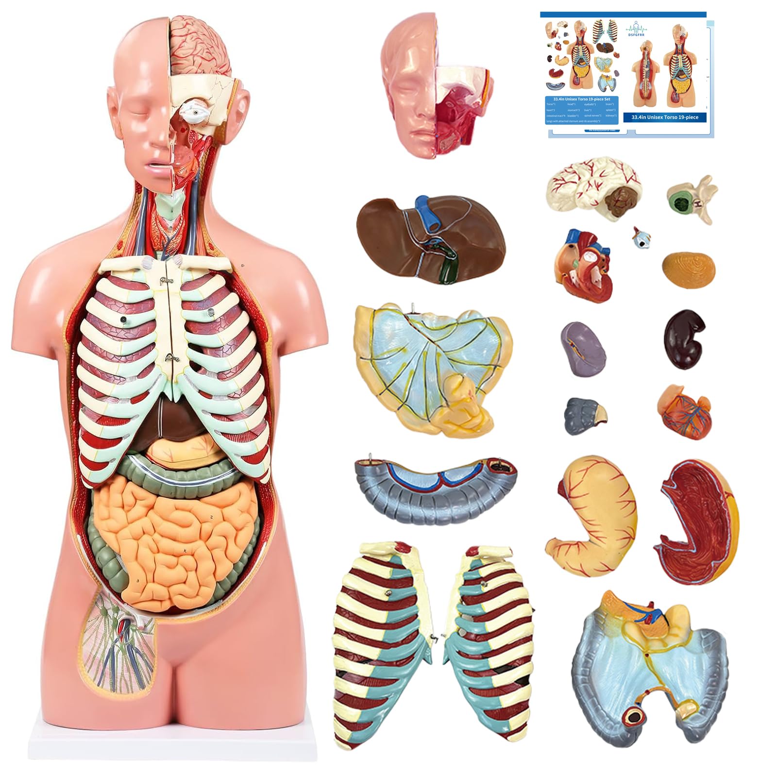 Mua Human Torso Anatomy Model, 33.4" 19 Part Removable Life-Size Model ...