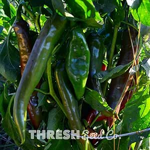 Amazon.com : Hatch Green Chile Pepper - 25 Seeds : Garden & Outdoor