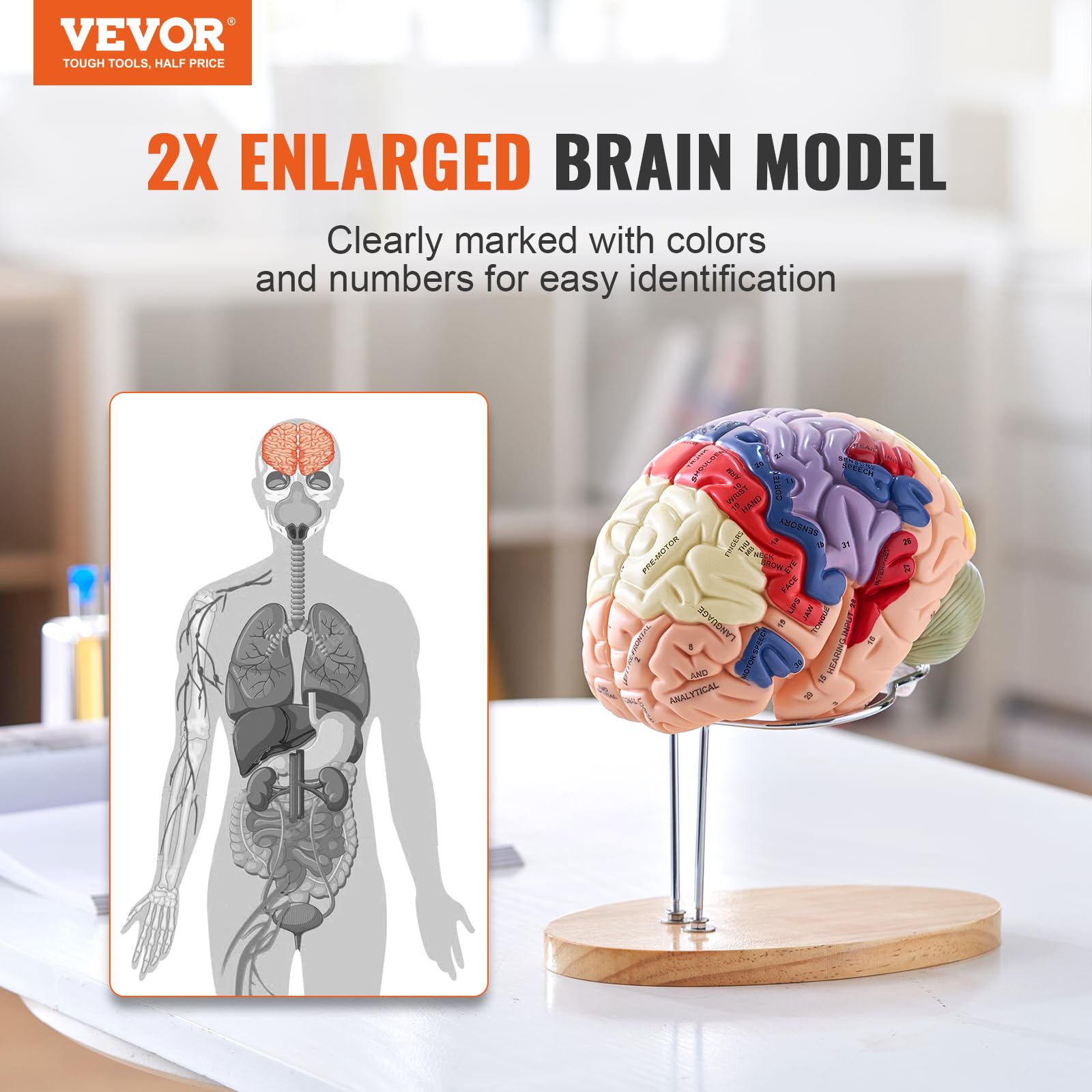 Mua VEVOR Human Brain Model Anatomy 9-Part Model of Brain w/Labels ...