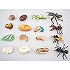 TOYMANY 16PCS Insect Figurines Life Cycle of Stag Beetle,Honey Bee ...